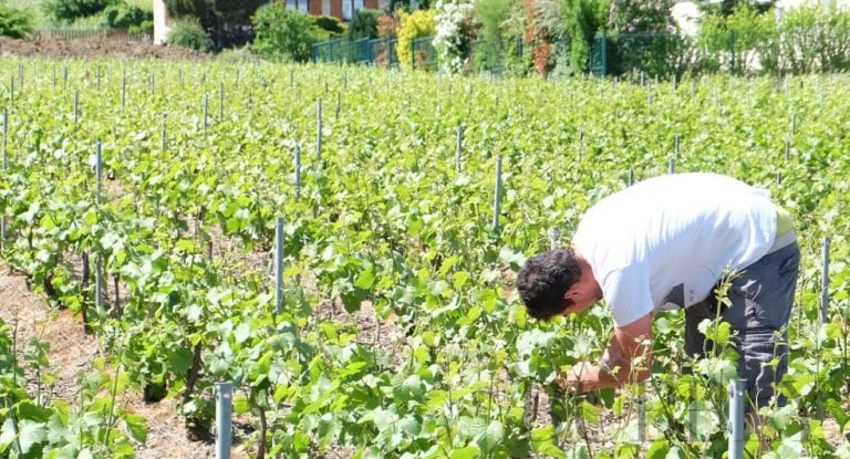 How Traditional Method Sparkling Wine Is Made – Glass Of Bubbly