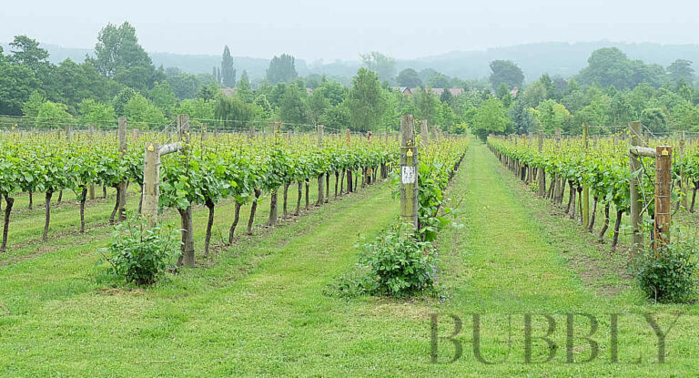 English Vineyard tours at your own pace – Glass Of Bubbly