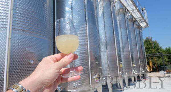 Old World vs New World Wine Guide – Glass Of Bubbly